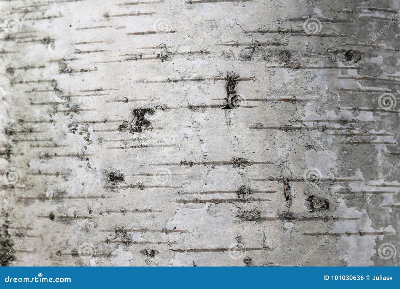 Birch Bark Texture Natural Background Paper Stock Photo - Image of peel ... Birch Bark Texture Natural Background Paper Stock Photo - Image of peel ...