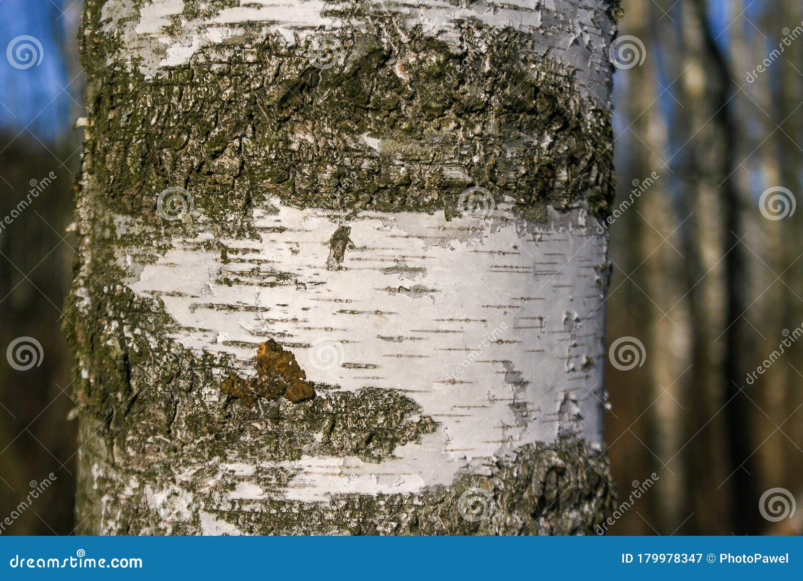 Birch Bark Texture Natural Background Paper Stock Image - Image of ...