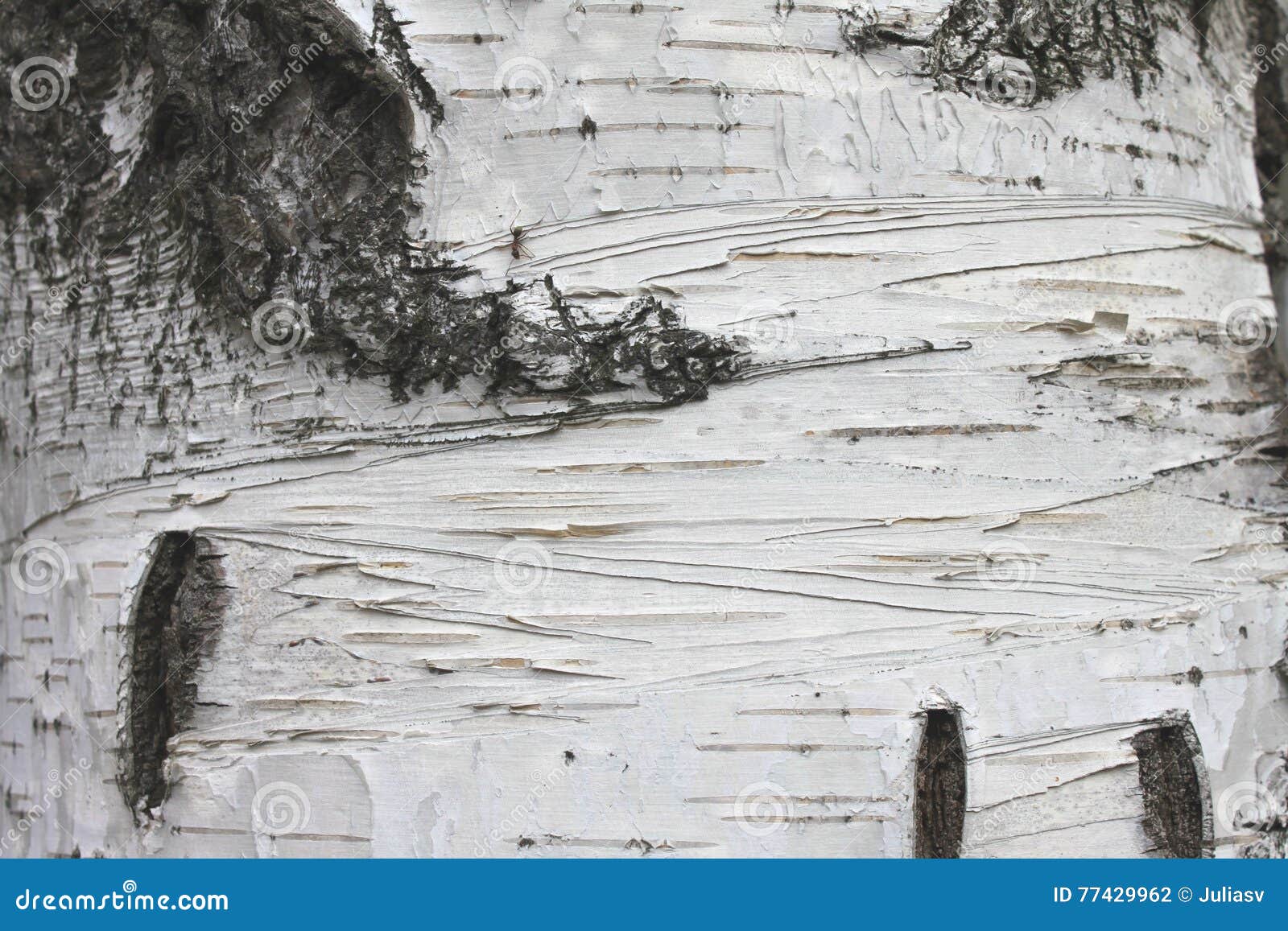 Birch Bark Texture Natural Background Paper Close-up Stock Photo ...