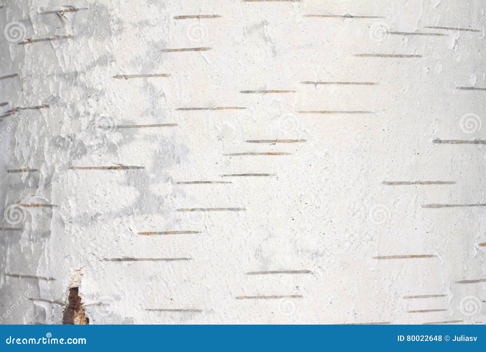 Birch Bark Texture Natural Background Paper Close-up Stock Photo ...