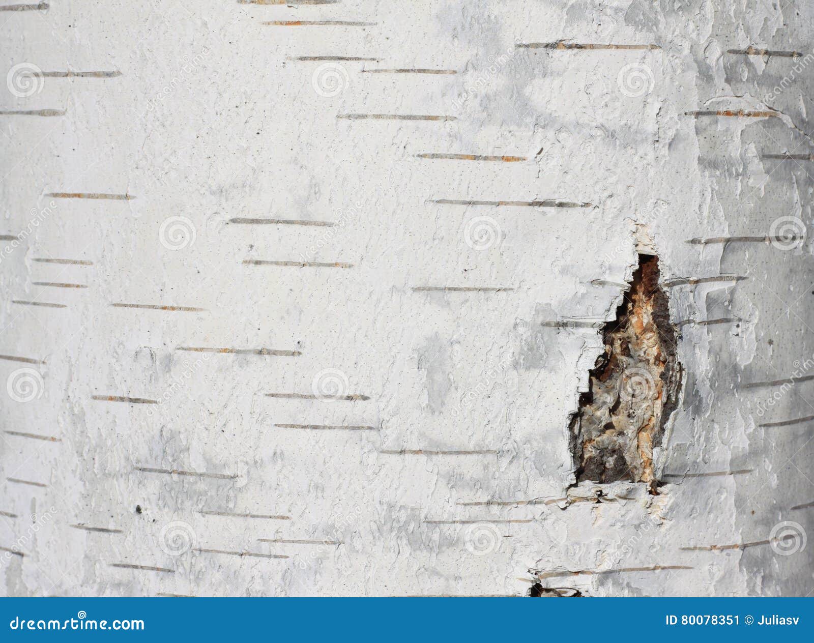 Birch Bark Texture Natural Background Paper Close-up Stock Image ...