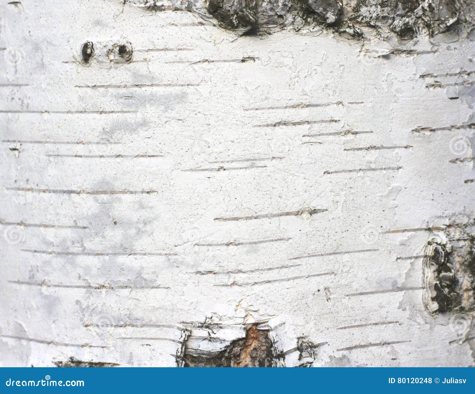 Birch Bark Texture Natural Background Paper Close-up Stock Photo ...