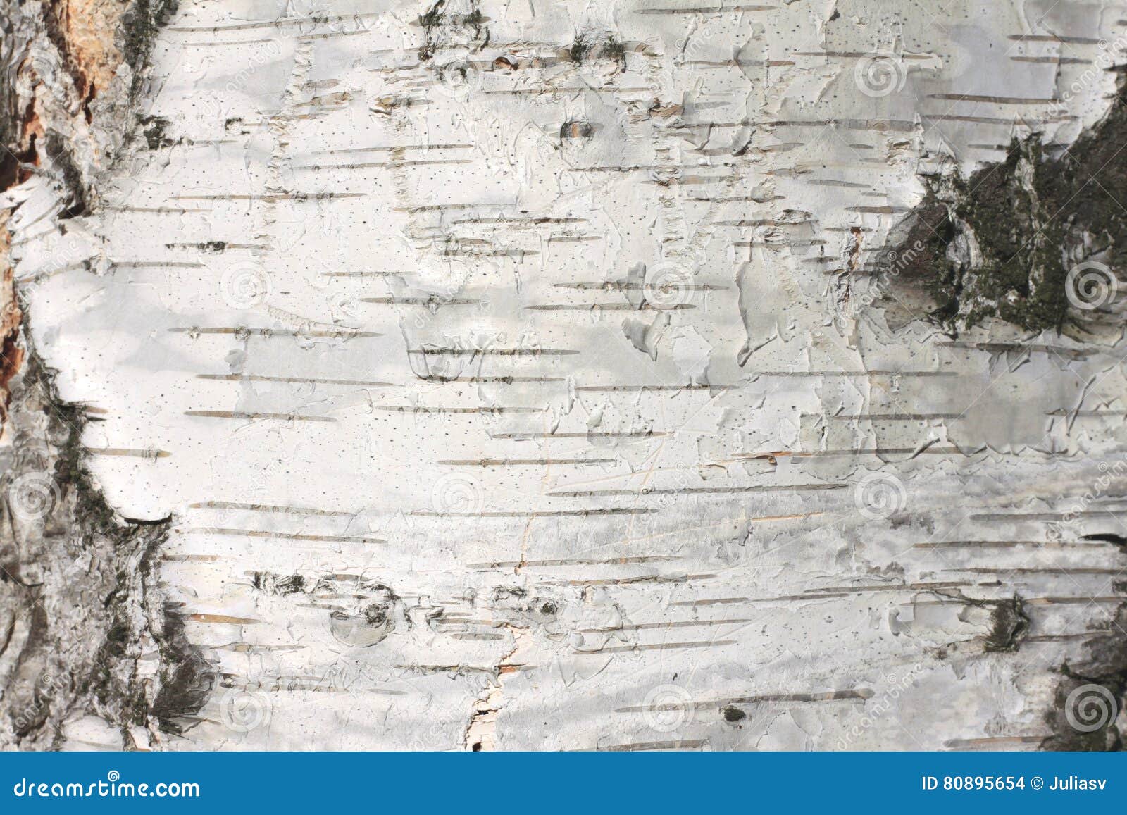 Birch Bark Texture Natural Background Paper Close Stock Photo - Image ...