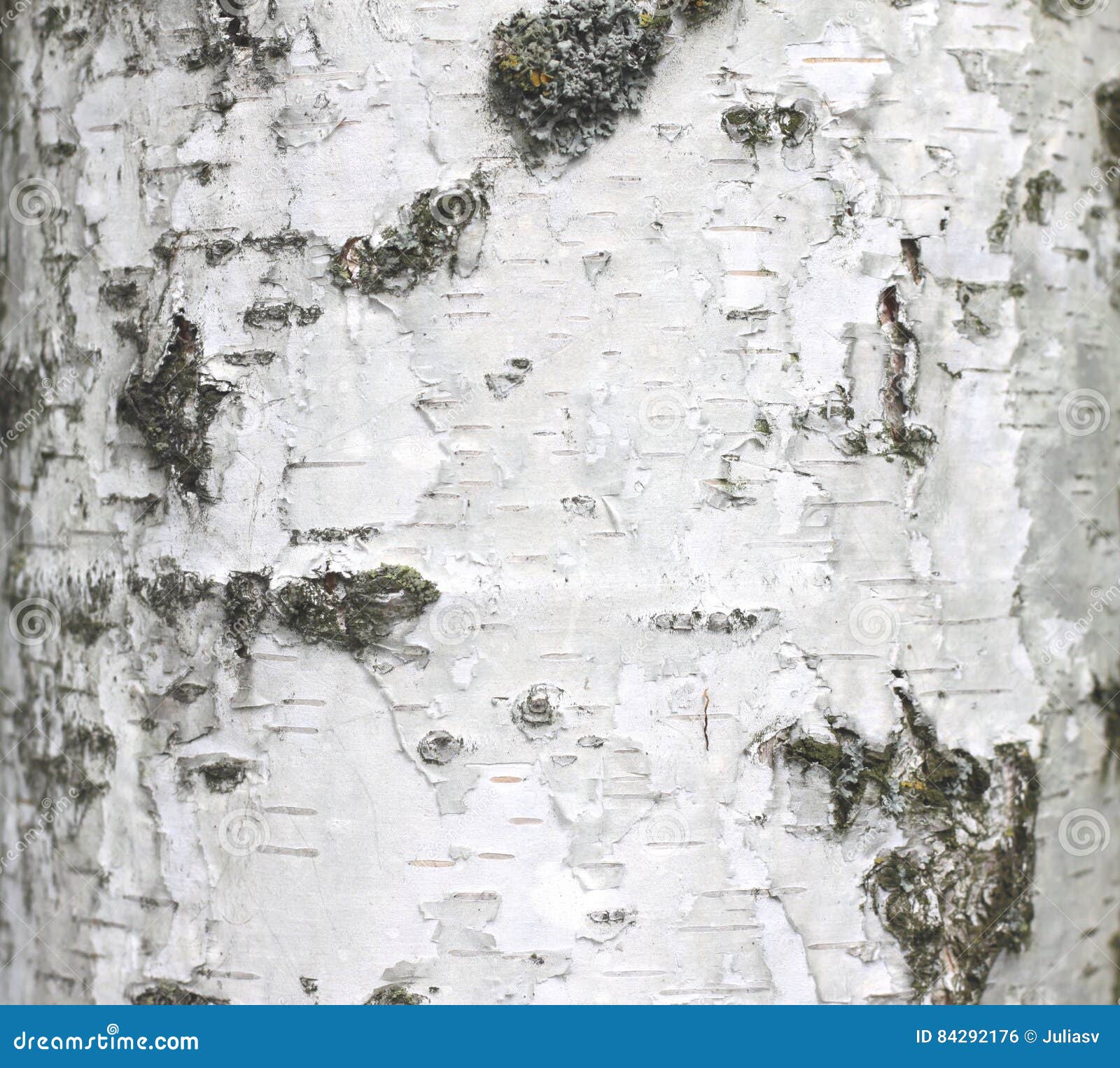 Birch Bark Texture Natural Background Paper Close Stock Photo - Image ...