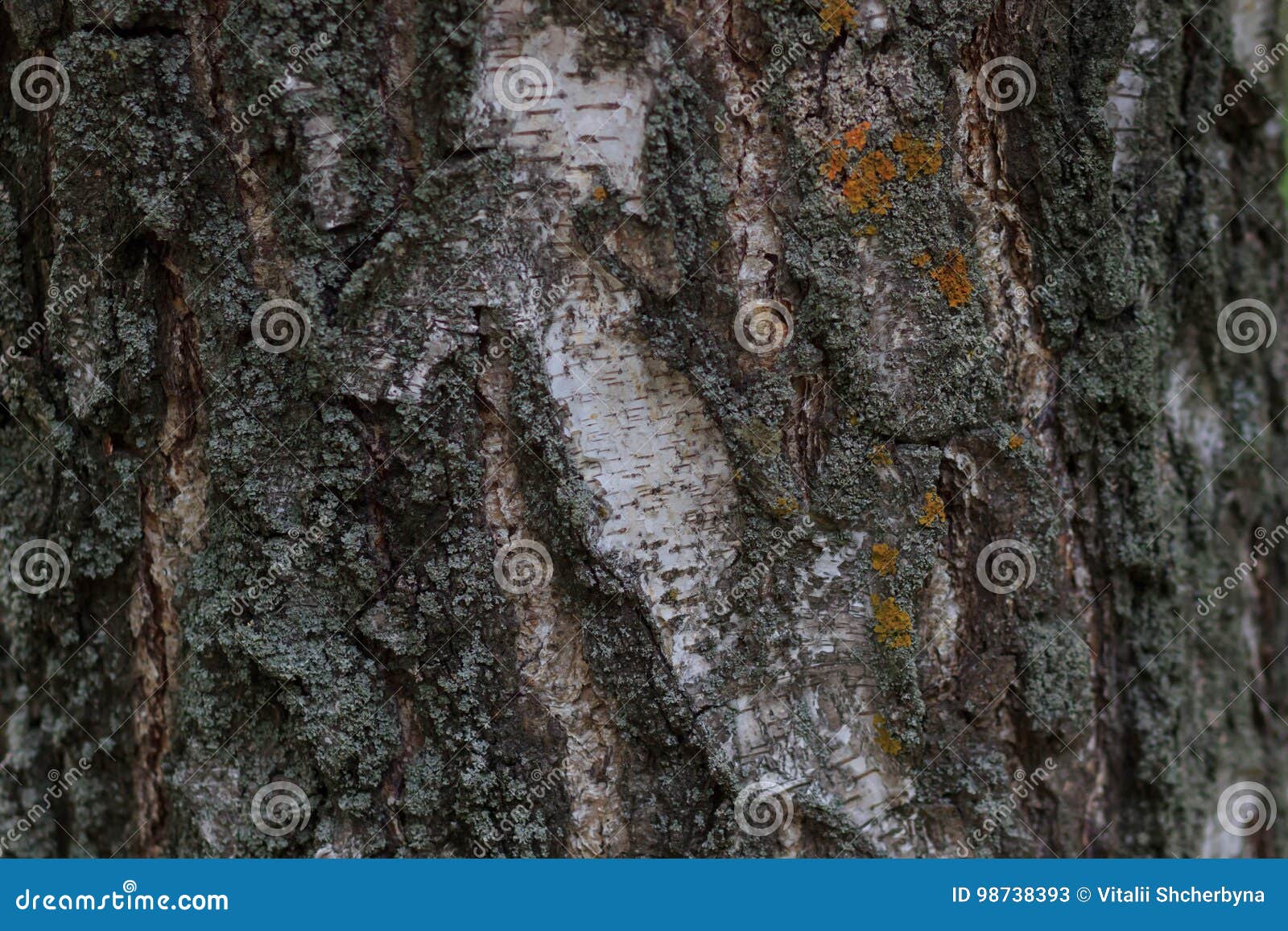 Birch Bark Texture Natural Background Paper Close-up Stock Image ... Birch Bark Texture Natural Background Paper Close-up Stock Image ...