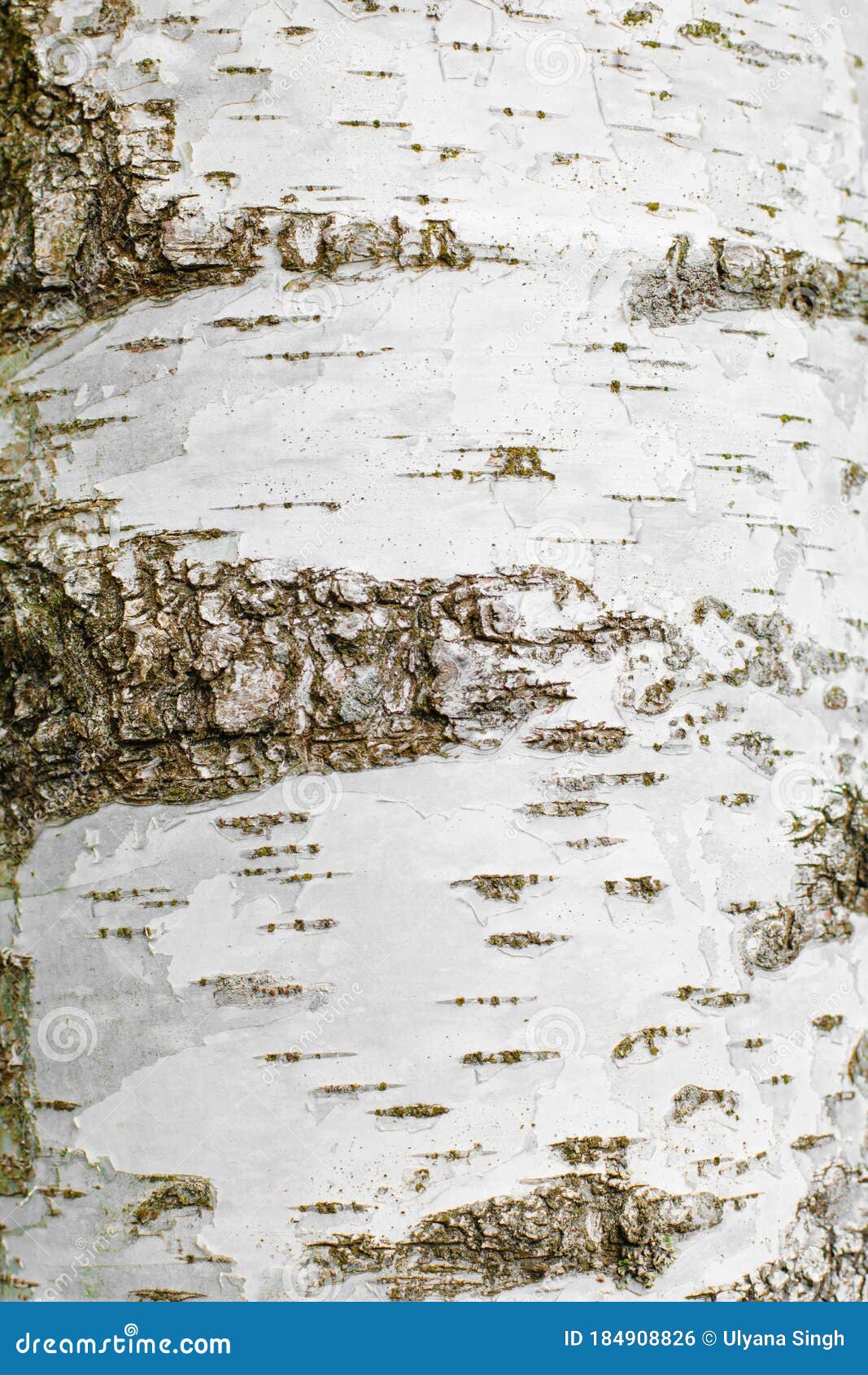 Birch Bark Texture Natural Background Paper Close-up. Stock Photo ... Birch Bark Texture Natural Background Paper Close-up. Stock Photo ...