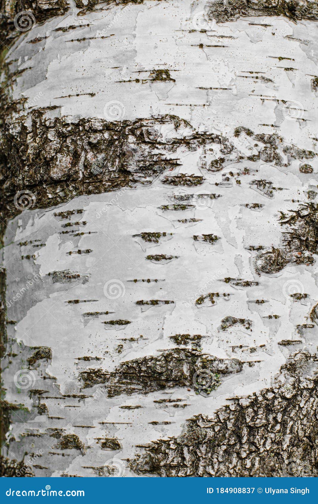 Birch Bark Texture Natural Background Paper Close-up. Stock Image ... Birch Bark Texture Natural Background Paper Close-up. Stock Image ...