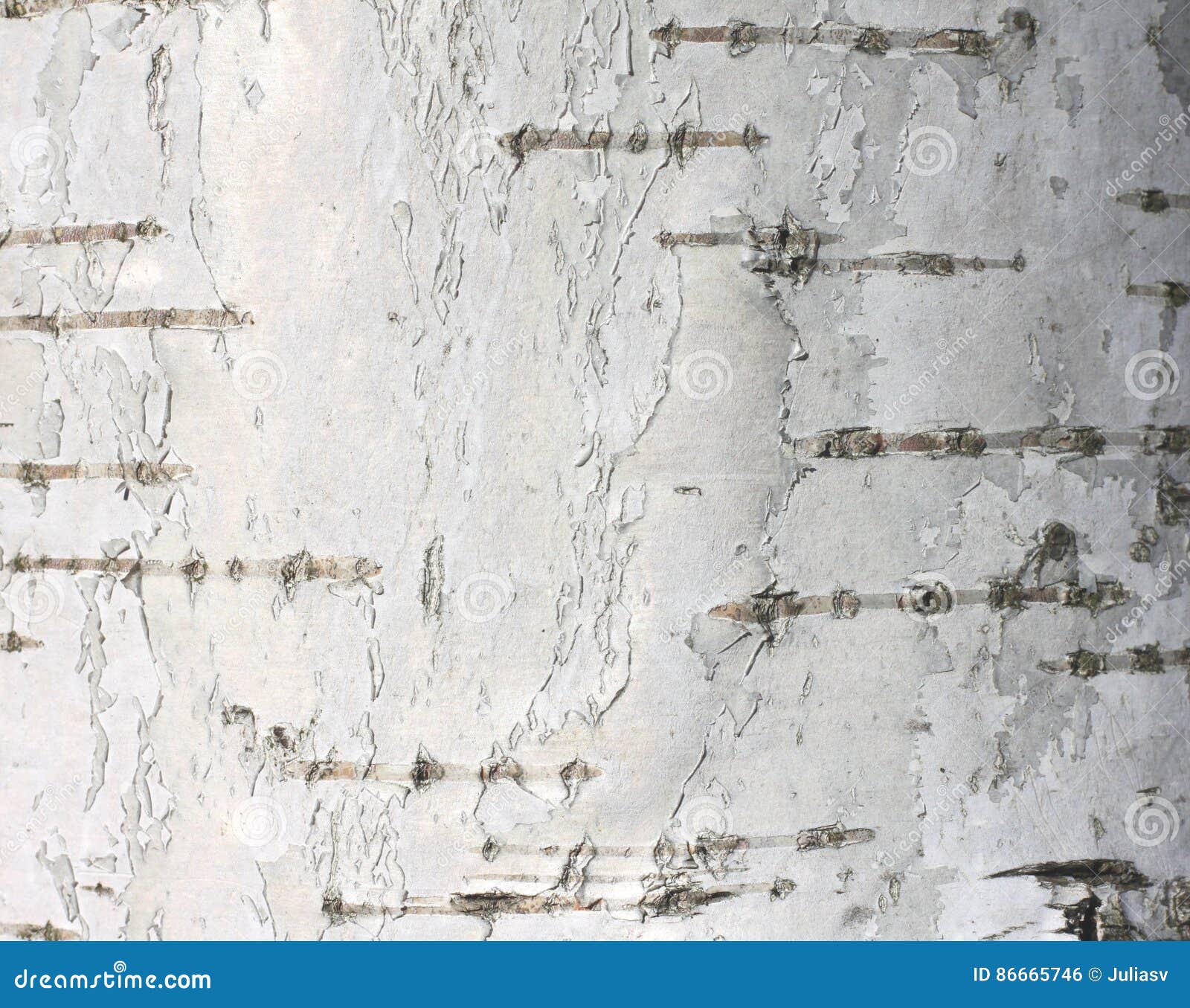Birch Bark Texture Natural Background Paper Close-up / Birch Tree Wood ...