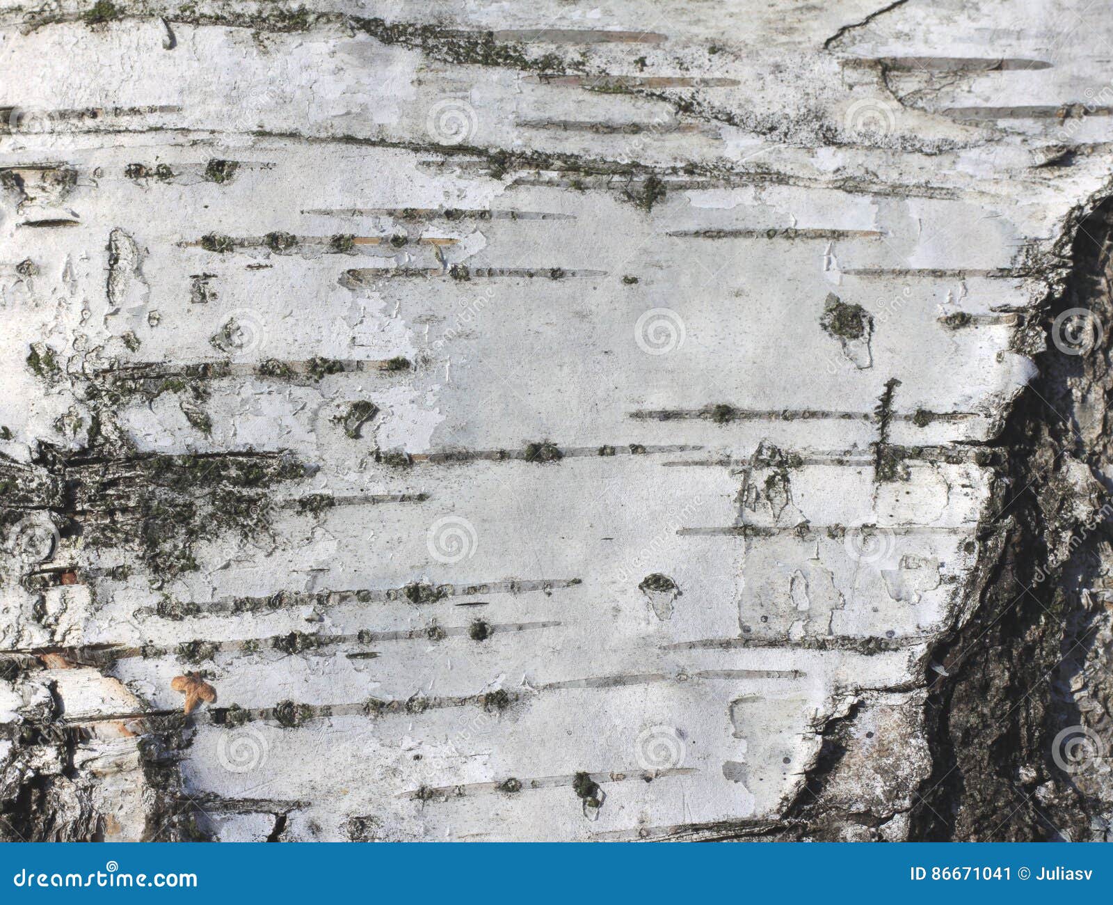 Birch Bark Texture Natural Background Paper Close-up / Birch Tree Wood ...