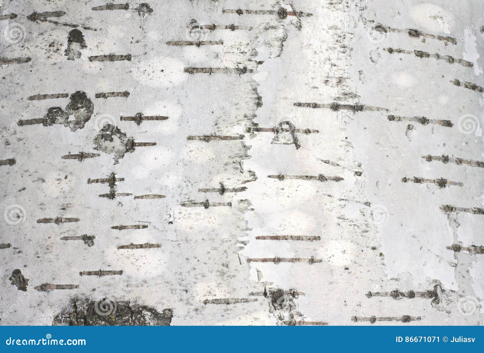 Birch Bark Texture Natural Background Paper Close-up / Birch Tree Wood ...