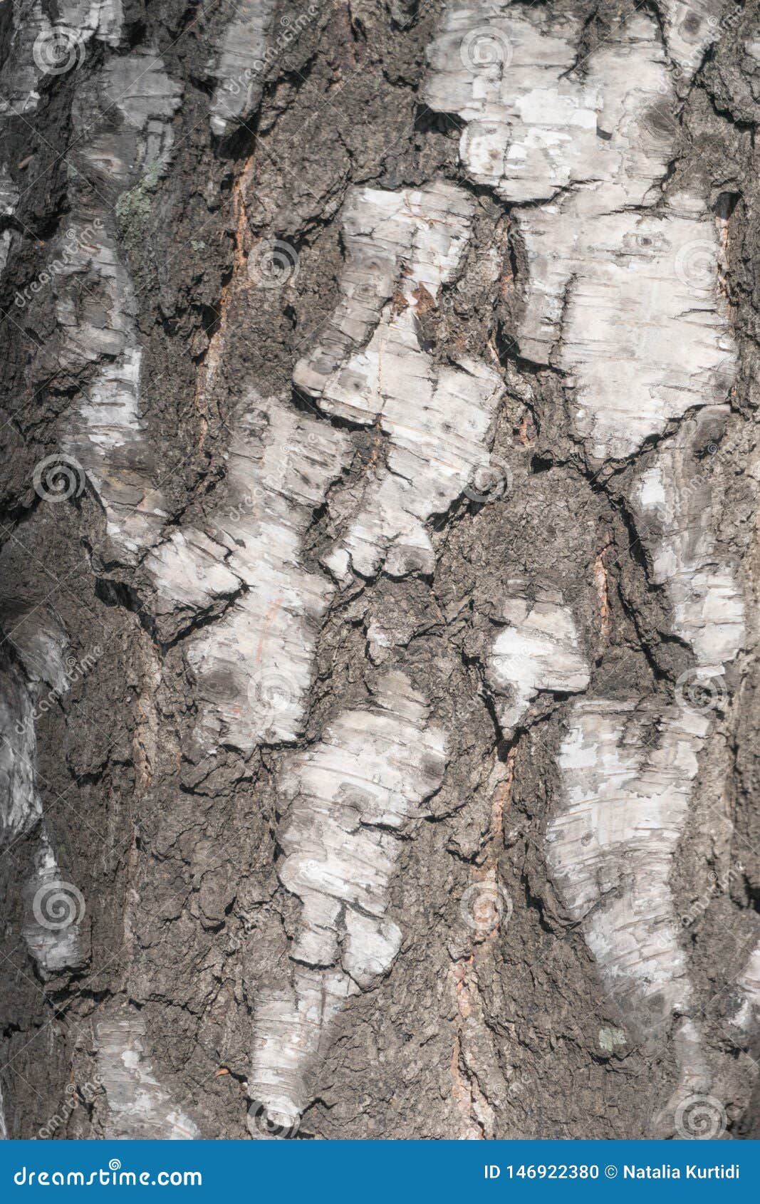 Birch Bark Texture. Natural Background: Birch Bark, Use for ...