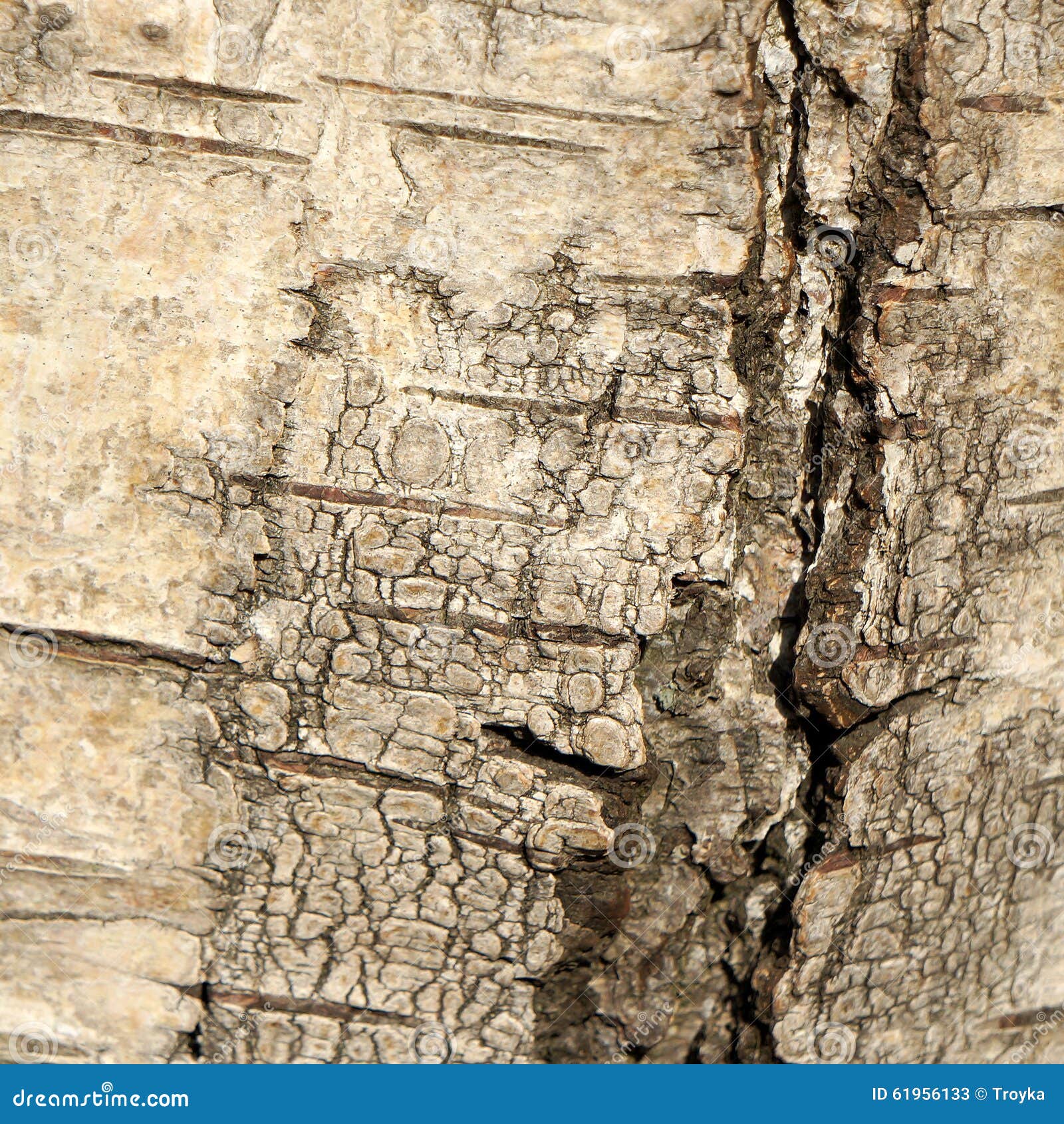 Birch bark texture. stock image. Image of cracks, textured - 61956133