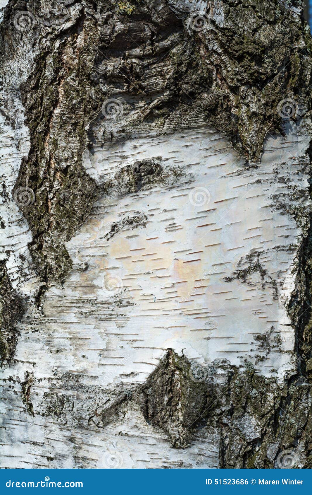 Birch bark texture stock photo. Image of rough, surface - 51523686