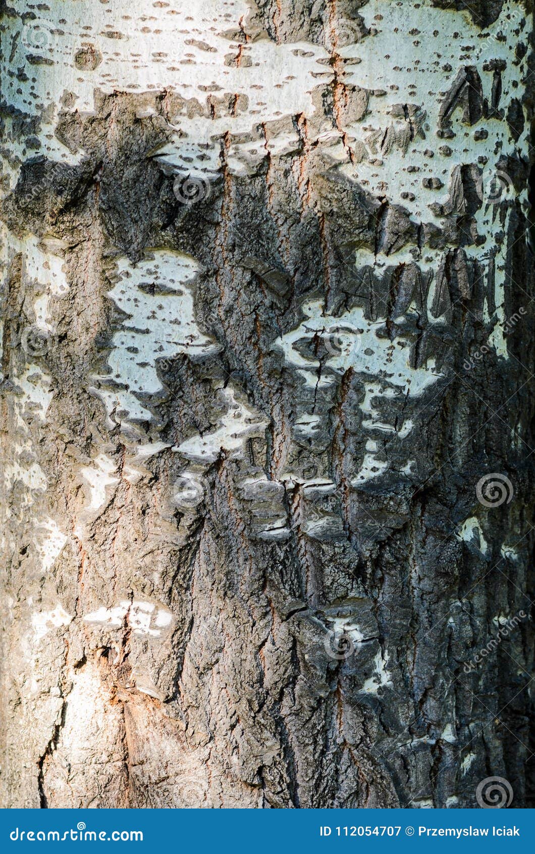 Birch bark tree pattern stock image. Image of rough - 112054707