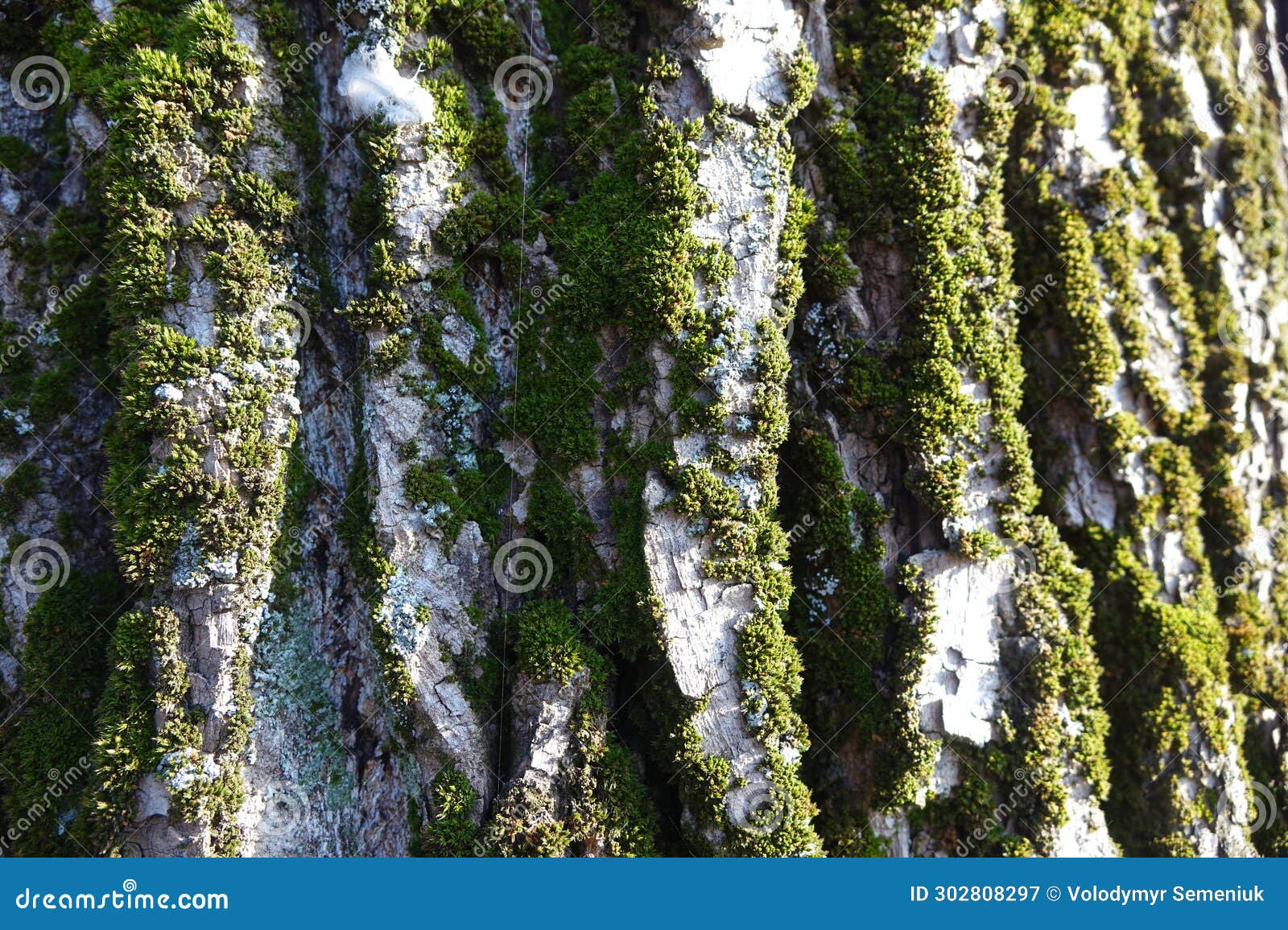 Dry Oak Bark On A White Background. Quercus Cortex. Quercus Robur ...