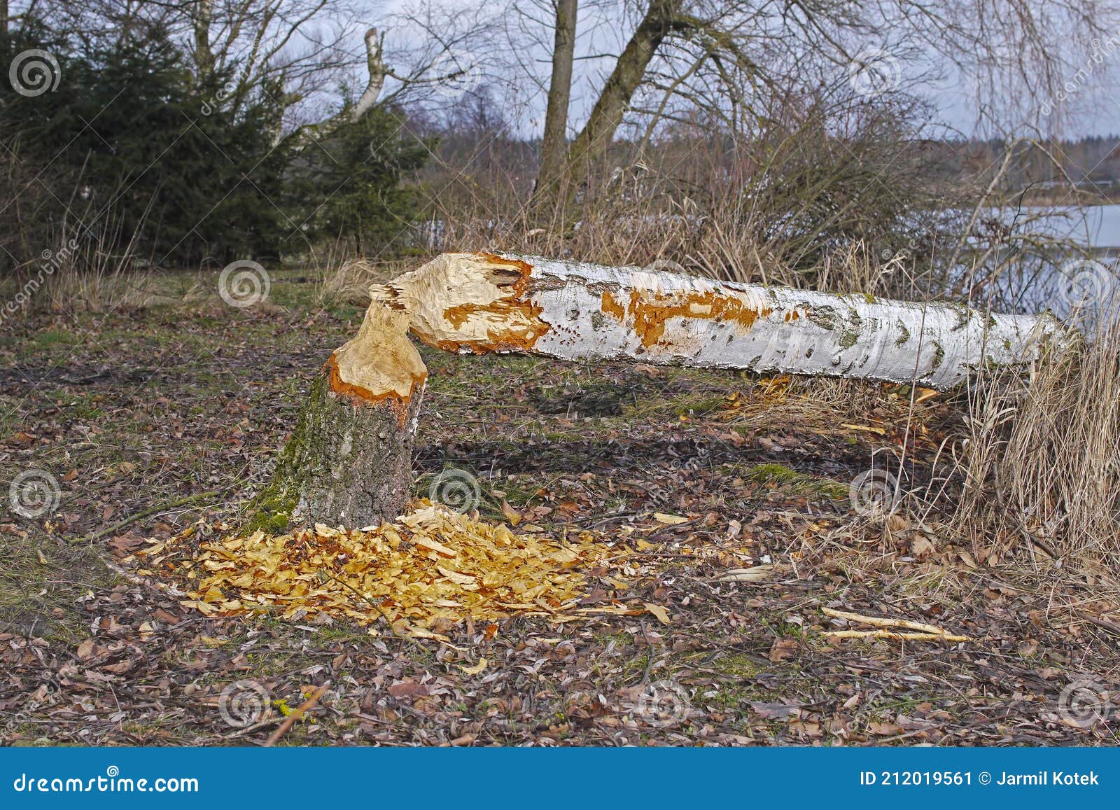 The Tree that the Beaver Felled Stock Image - Image of river, forest ...