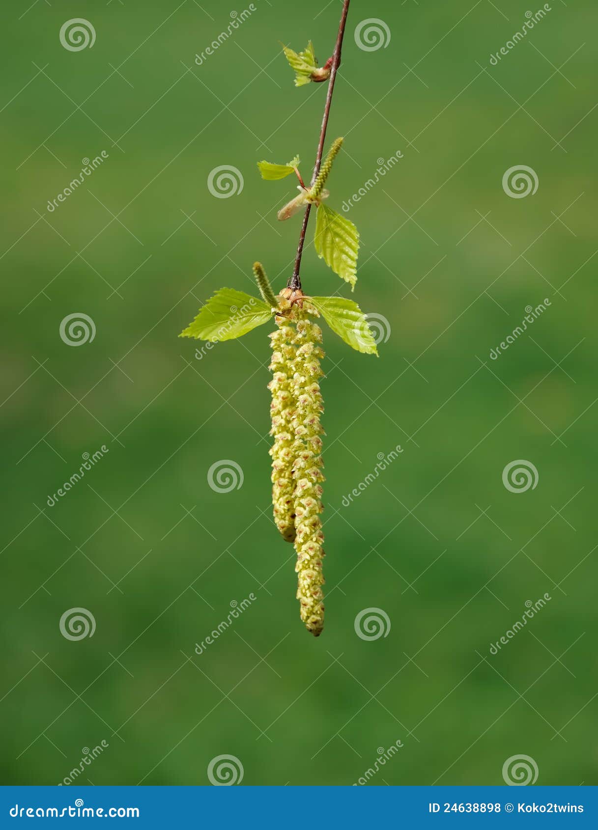 Birch blossom stock photo. Image of background, flora - 24638898