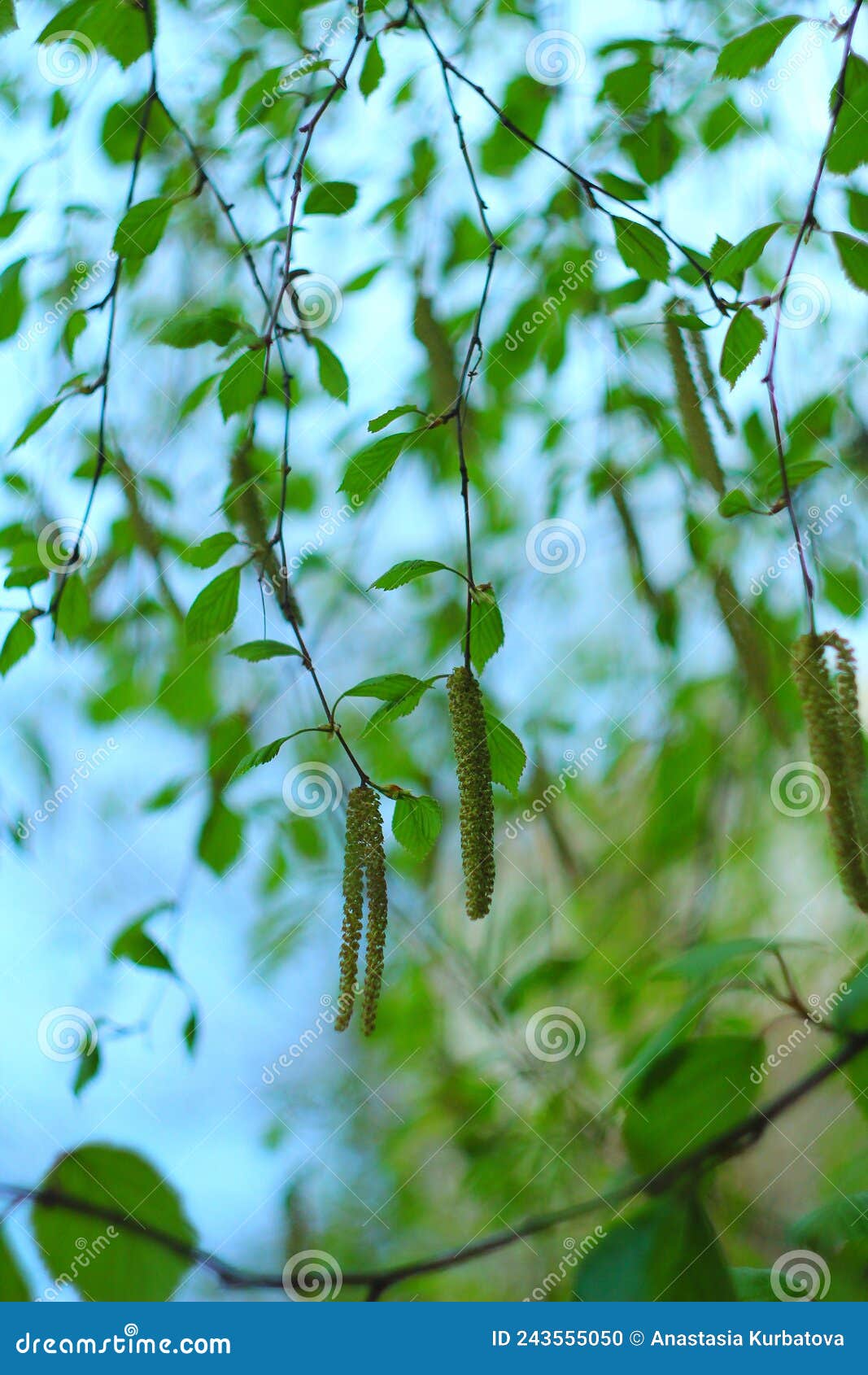 Birch Blossomed Its Sprouts Stock Photo - Image of wildlife, birch ...