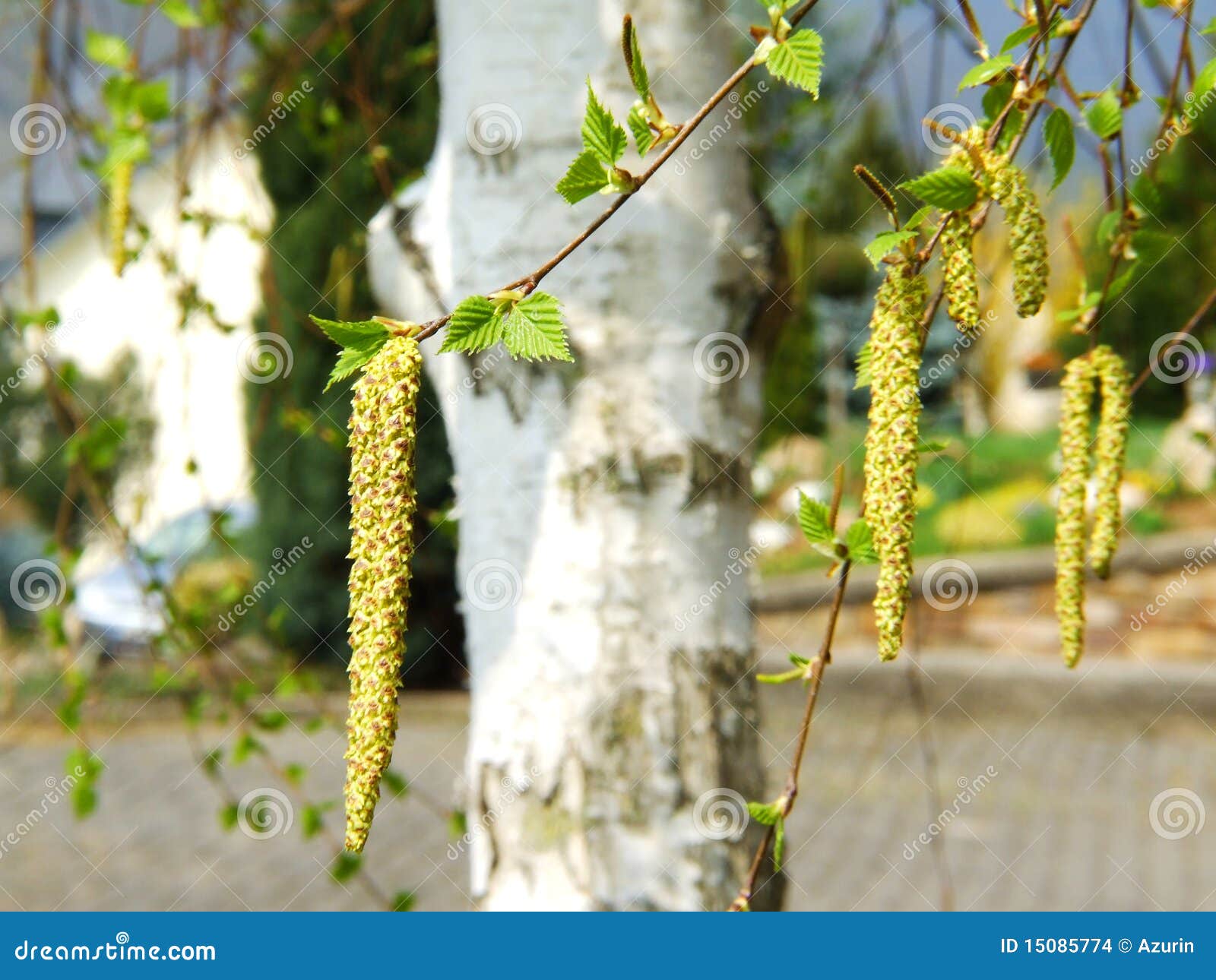 Birch blossoms stock photo. Image of yellow, pollen, tree - 15085774
