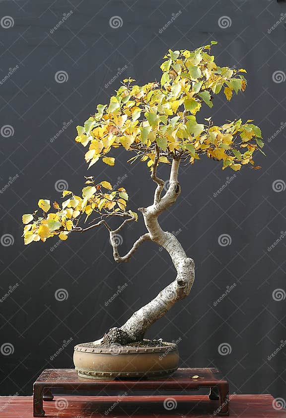 Birch bonsai in fall color stock photo. Image of yellow - 1585936