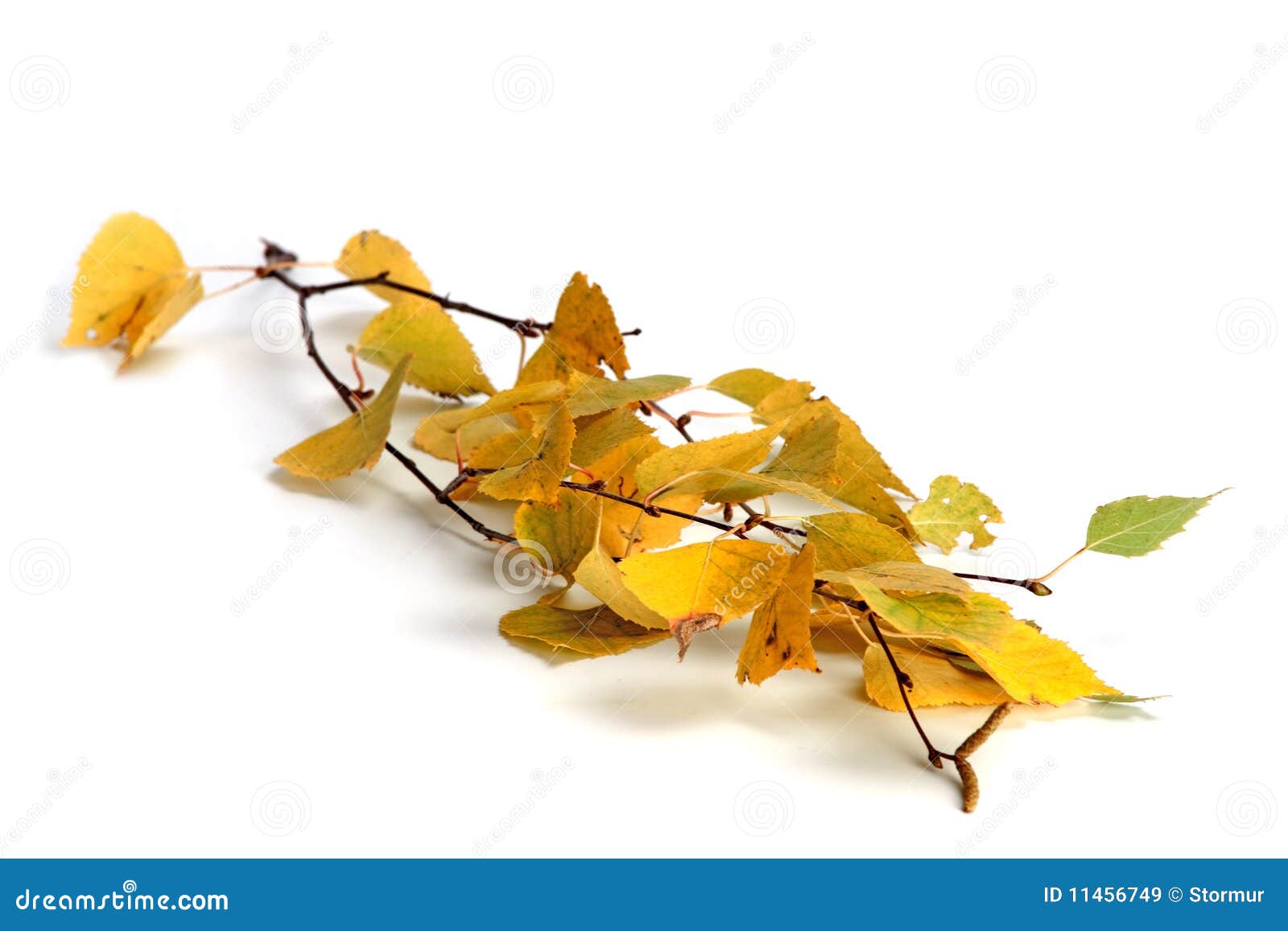 Birch Branch Royalty-Free Stock Photography | CartoonDealer.com #26086511