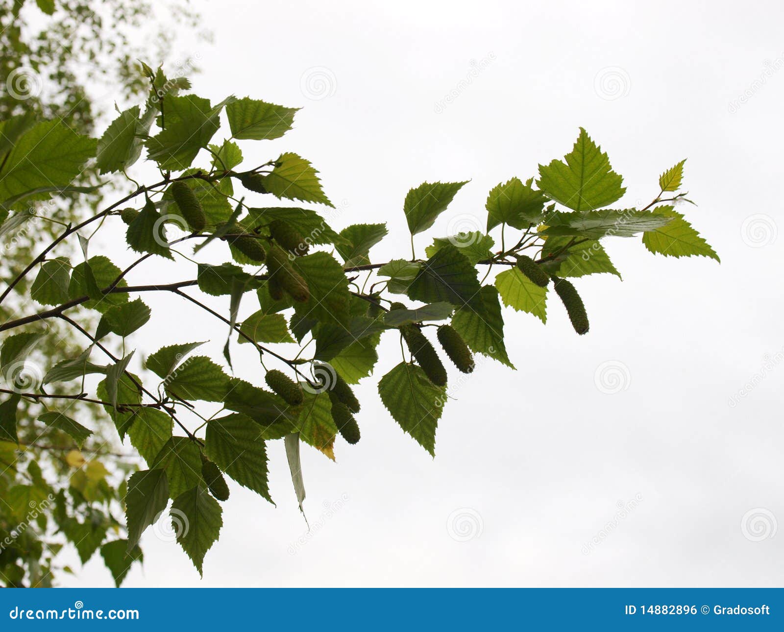 Birch branch stock photo. Image of decidious, leaves - 14882896