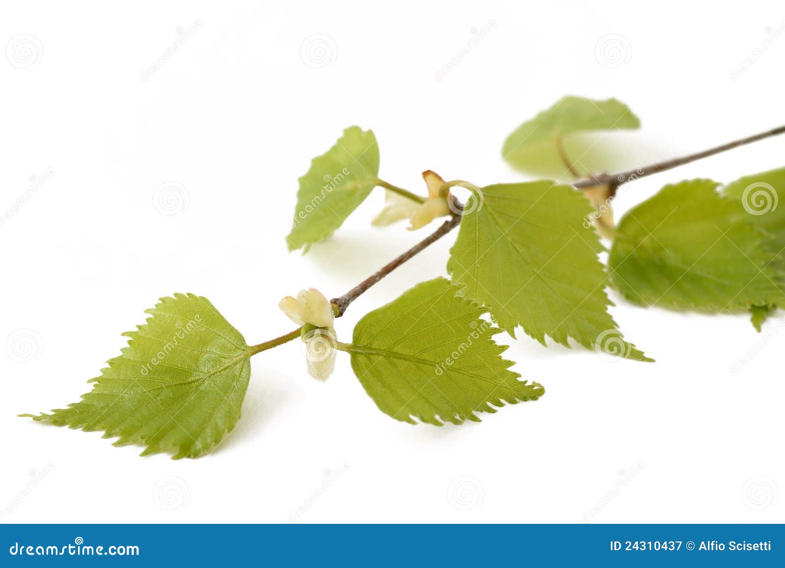 Birch branch stock image. Image of botany, environment - 24310437