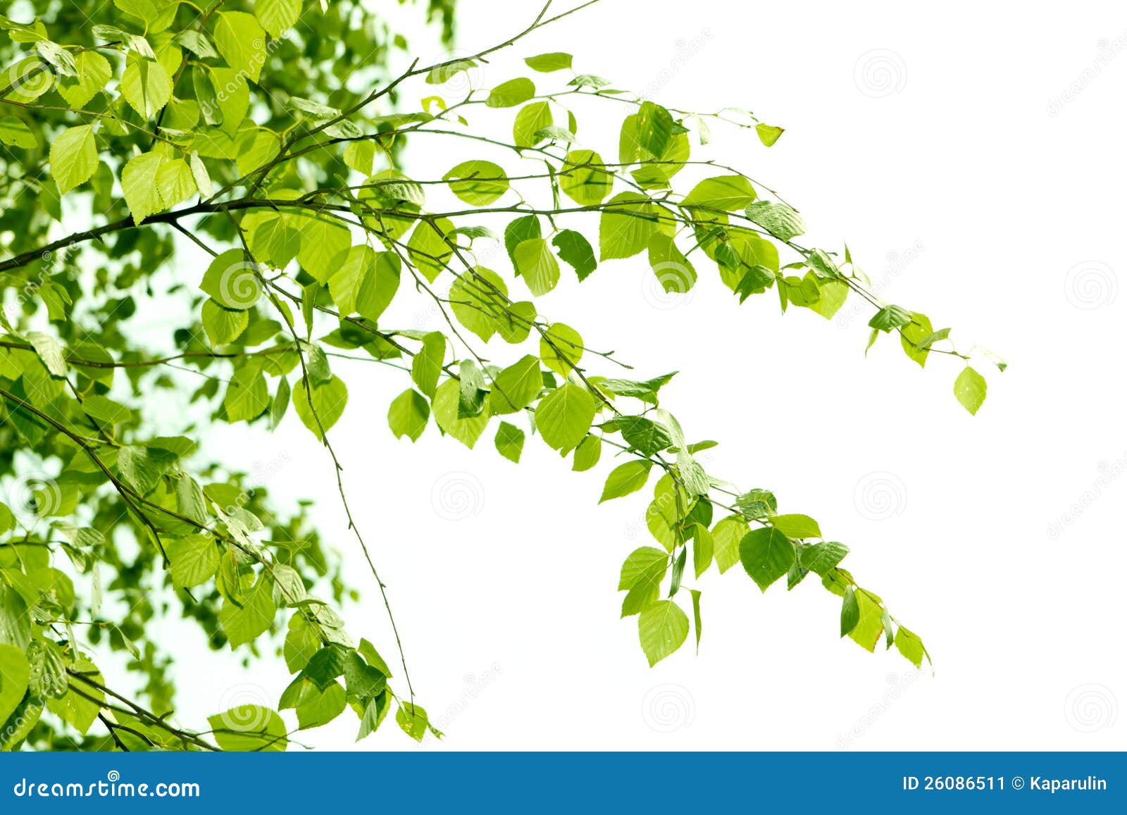 Birch branch stock image. Image of green, branch, background - 26086511