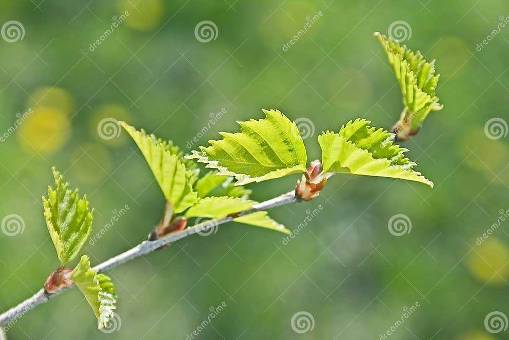 Birch branch stock photo. Image of growth, spring, background - 5595774
