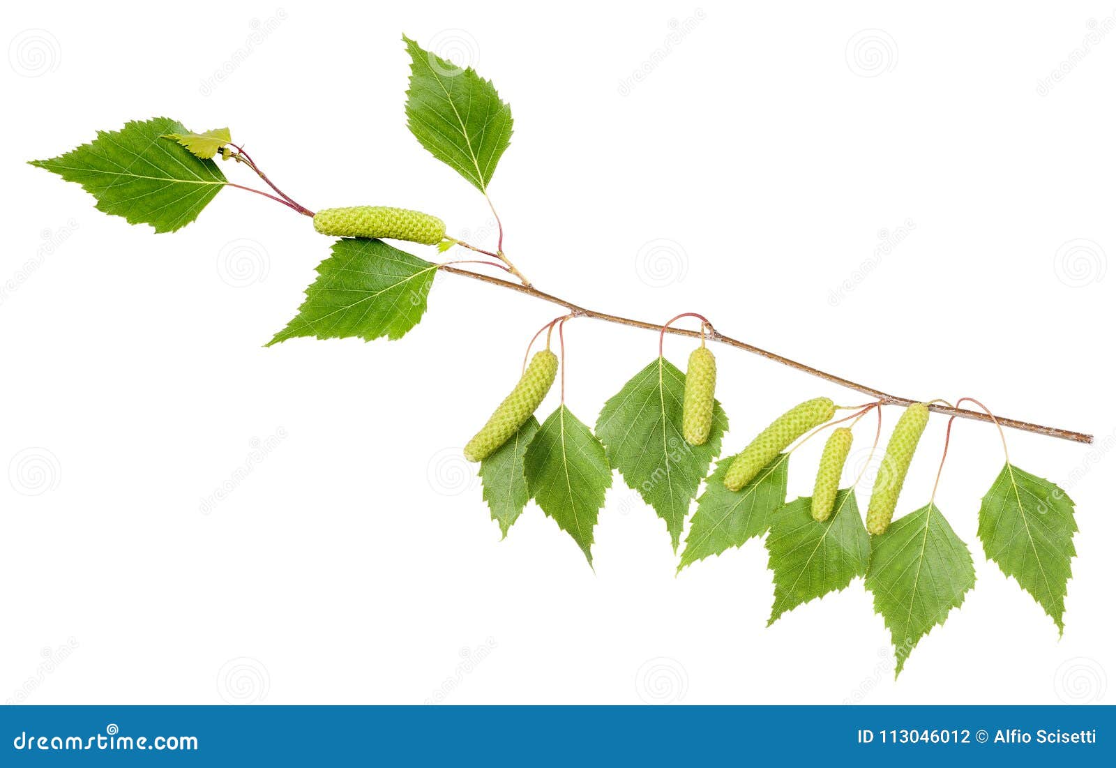 Birch branch with aments stock photo. Image of care - 113046012