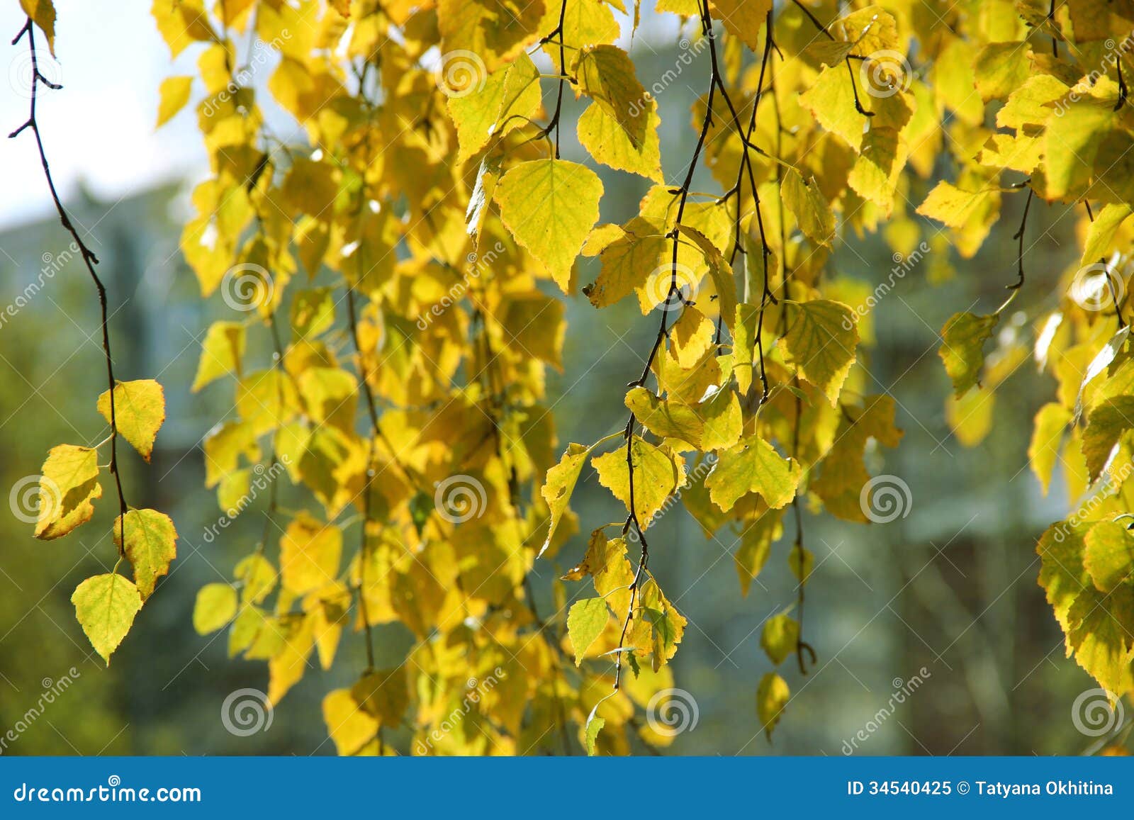 Birch branch stock image. Image of golden, birch, season - 34540425