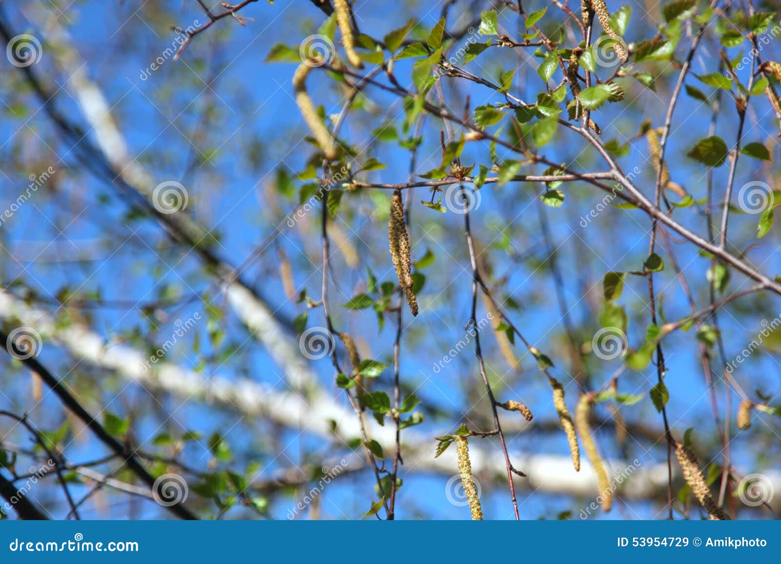 Birch branch stock image. Image of blanch, weather, happy - 53954729