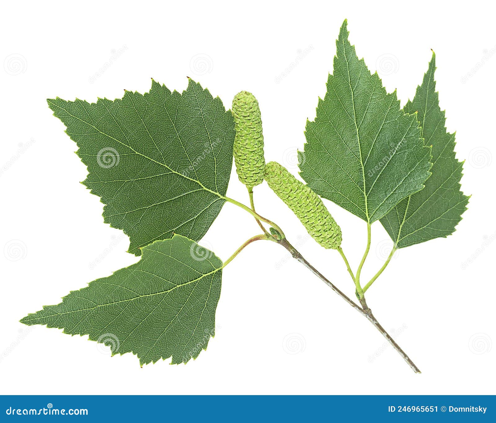 Birch Branch with Buds and Leaves Isolated on White Background, Top ...