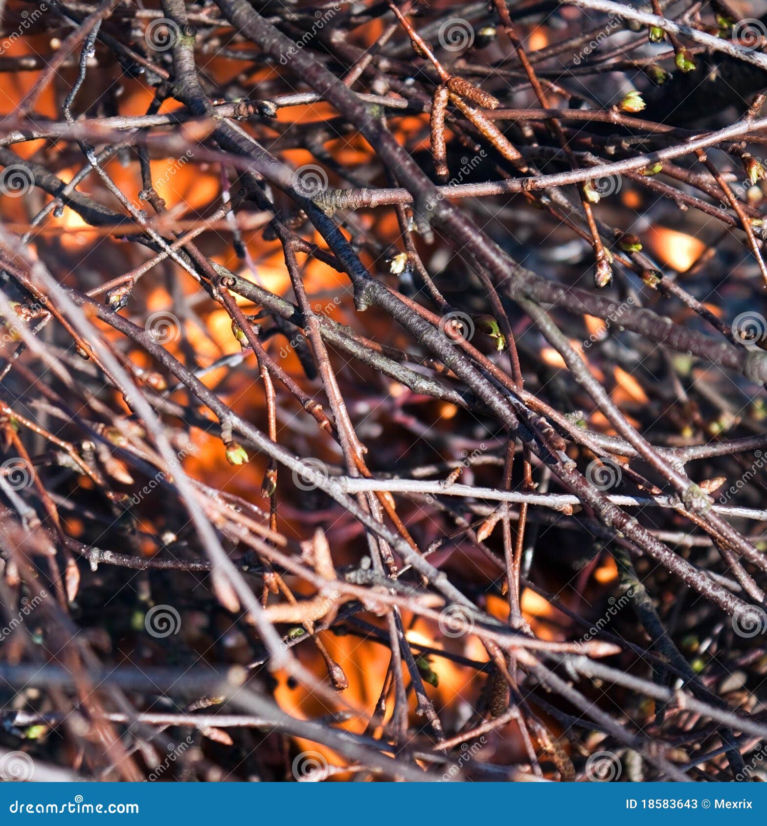Birch branch in fire stock image. Image of smoke, branches - 18583643