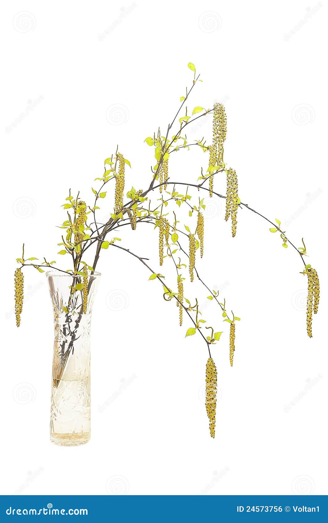 Birch Branch in a Glass Vase Stock Photo - Image of glass, beauty: 24573756