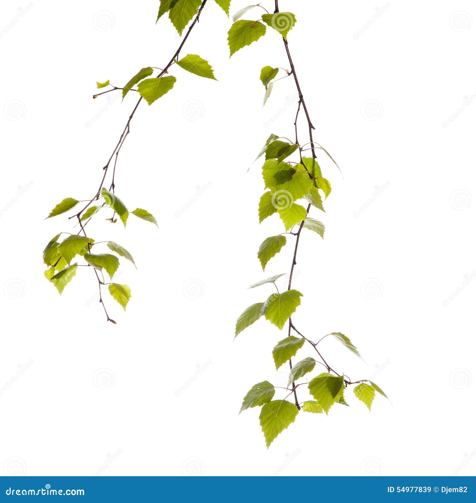 Birch branch stock image. Image of leaf, macro, fragility - 54977839
