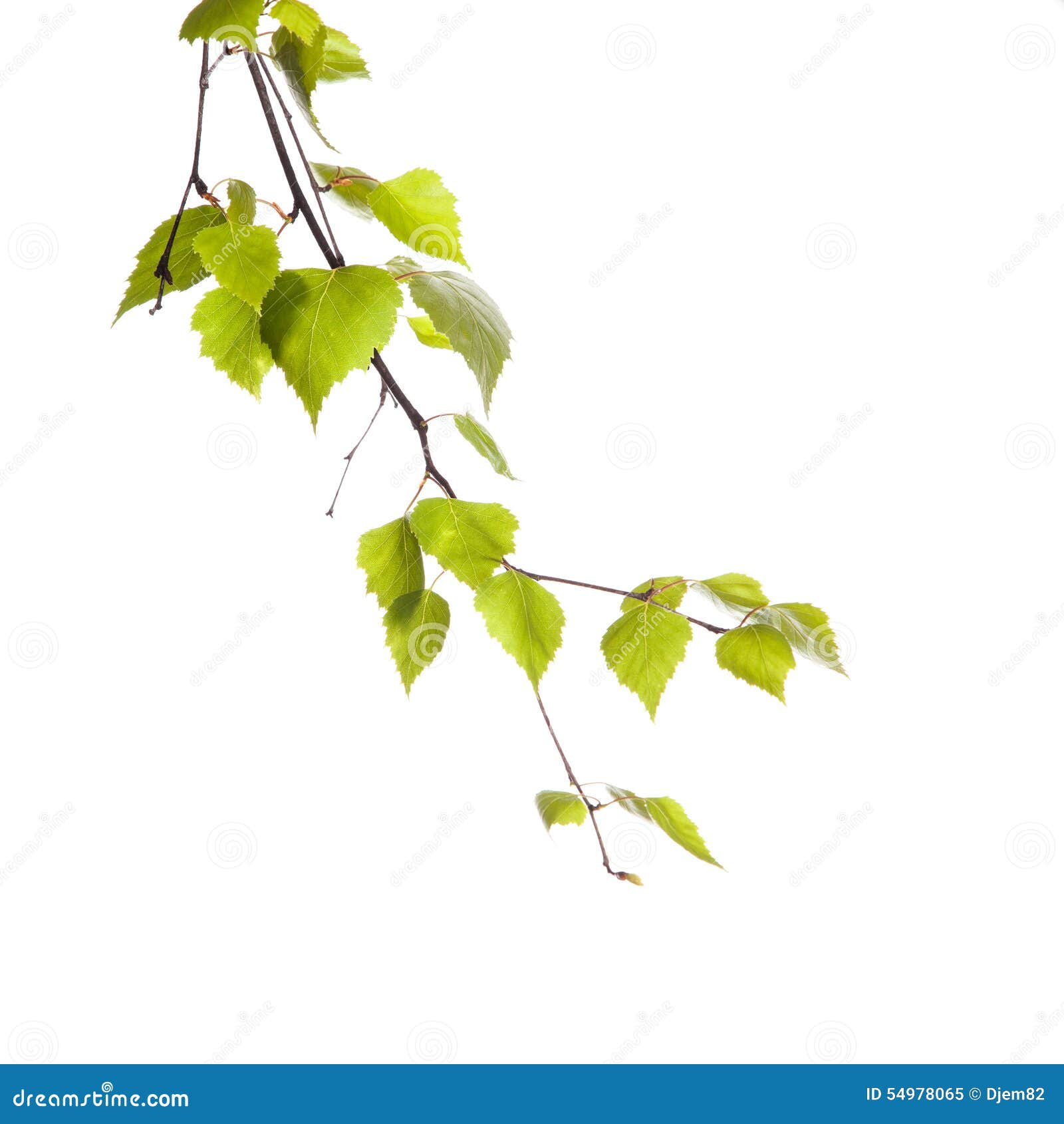 Birch branch stock image. Image of spring, botanic, plant - 54978065