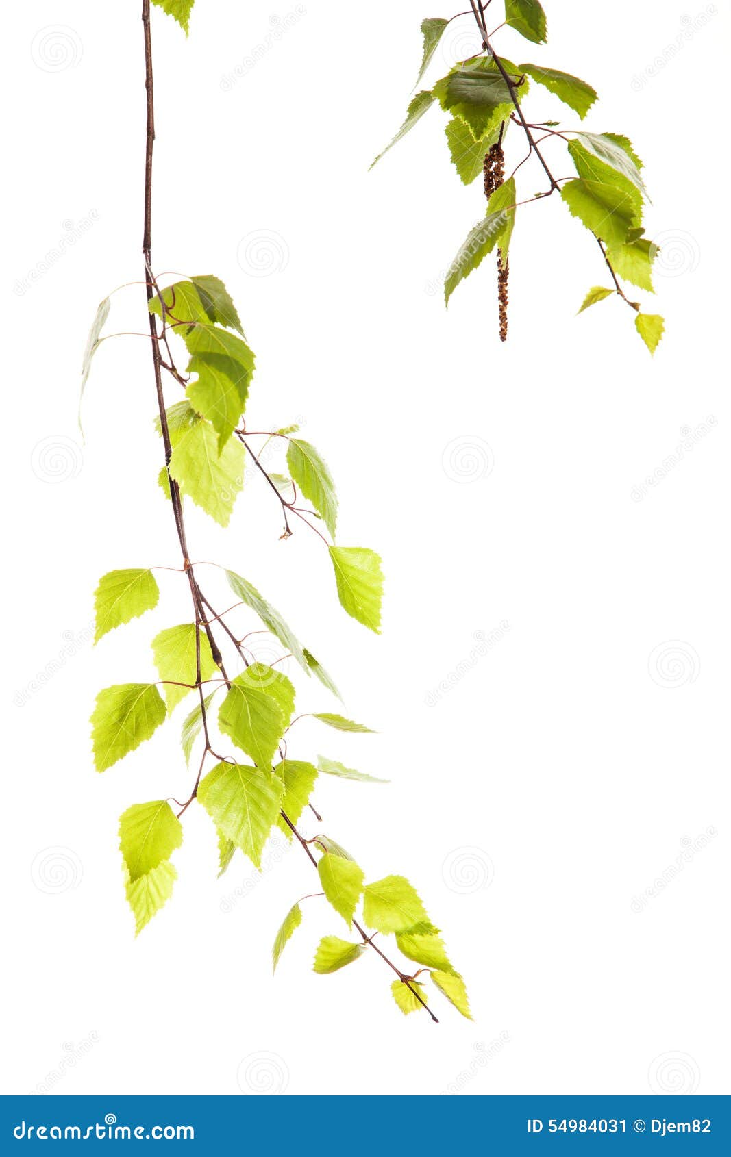 Birch branch stock image. Image of isolated, freshness - 54984031