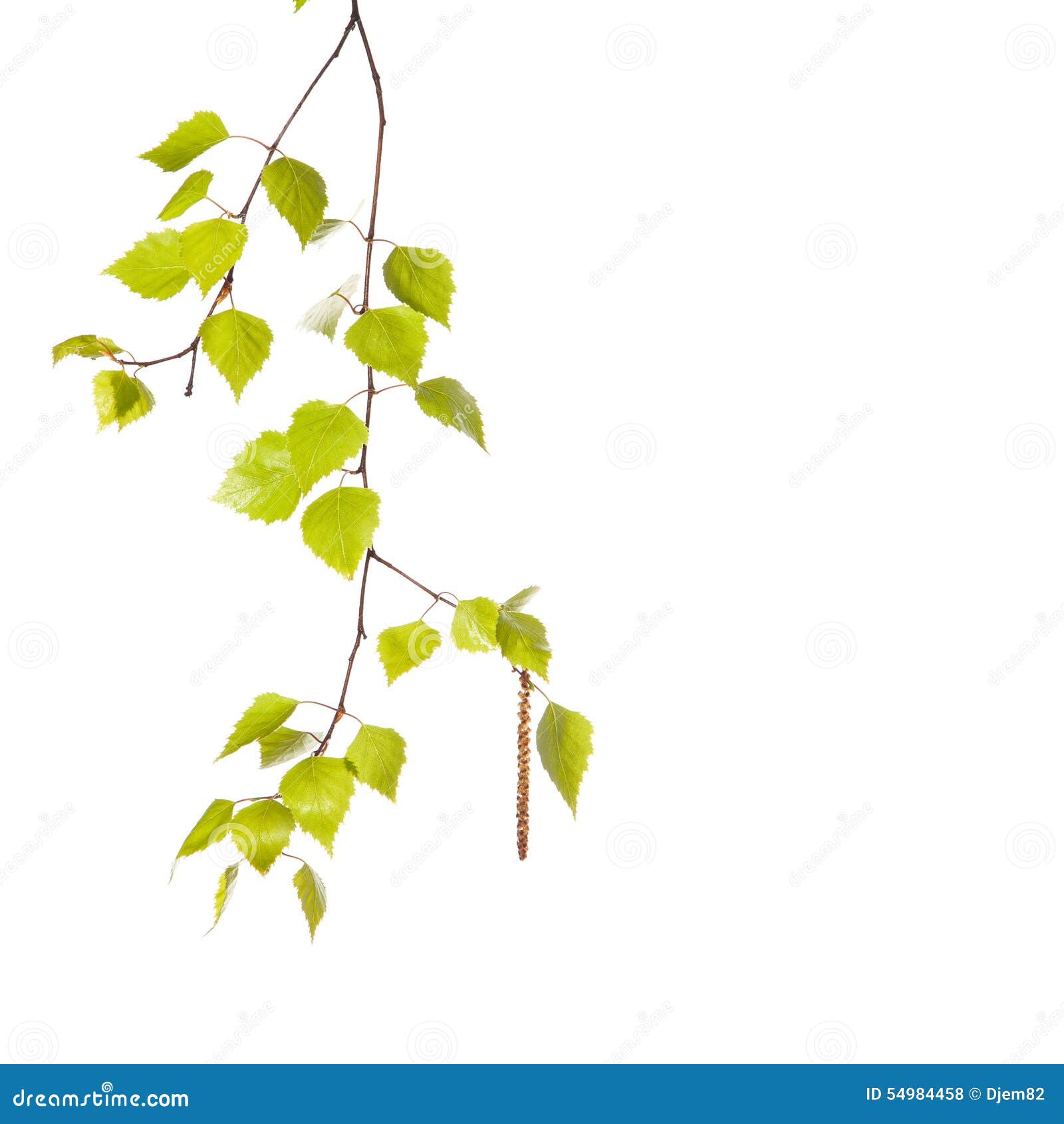 Birch branch stock photo. Image of life, stem, birch - 54984458