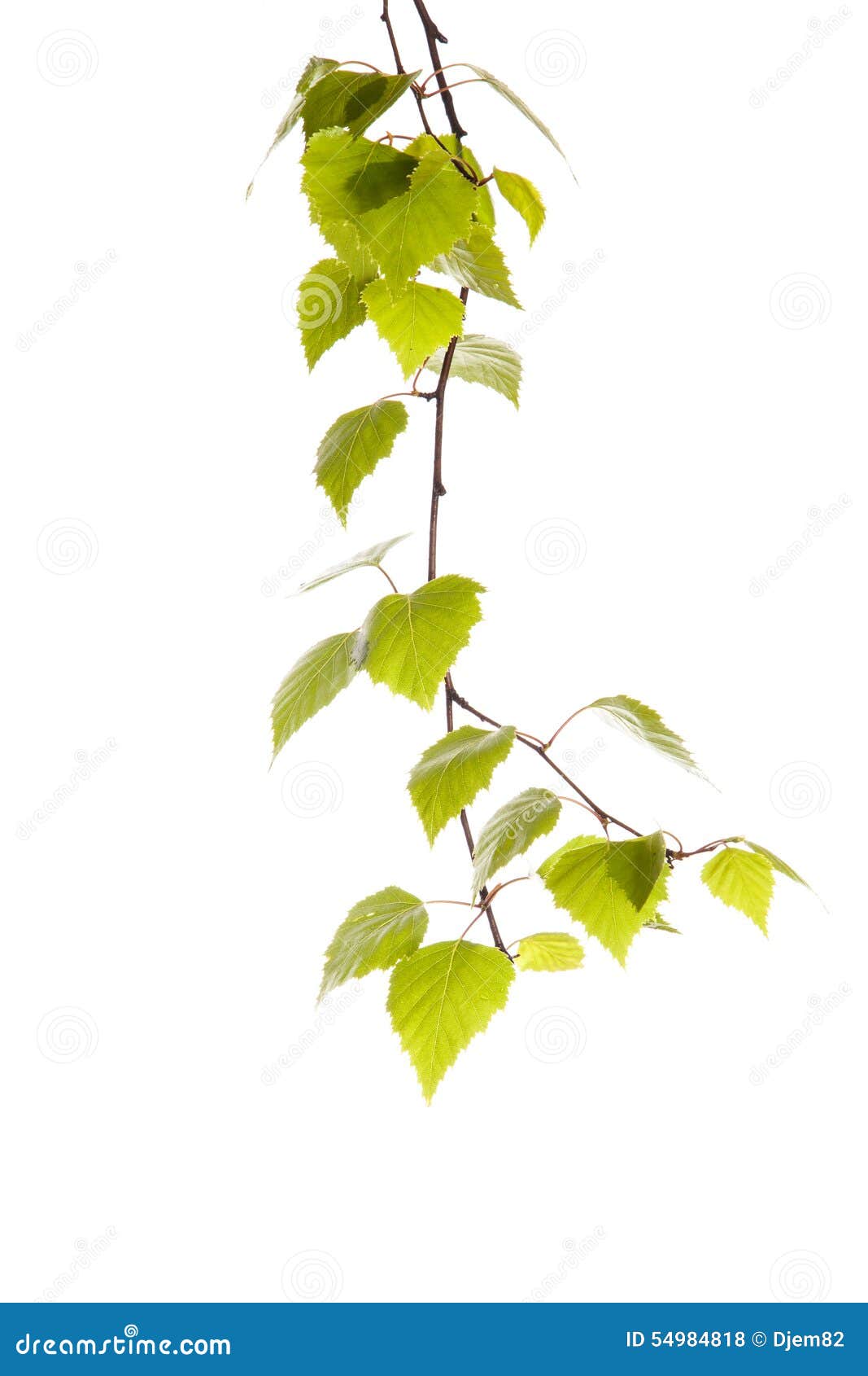Birch branch stock photo. Image of fragility, isolated - 54984818