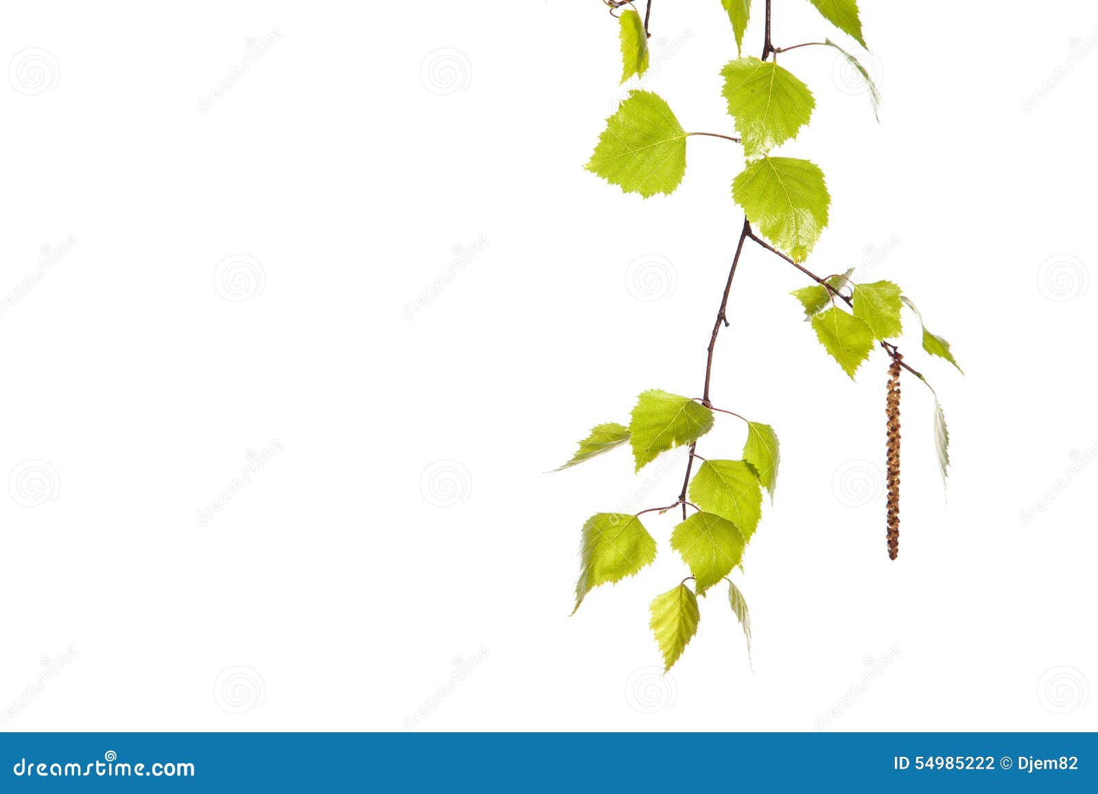 Birch branch stock photo. Image of outdoors, nature, growth - 54985222