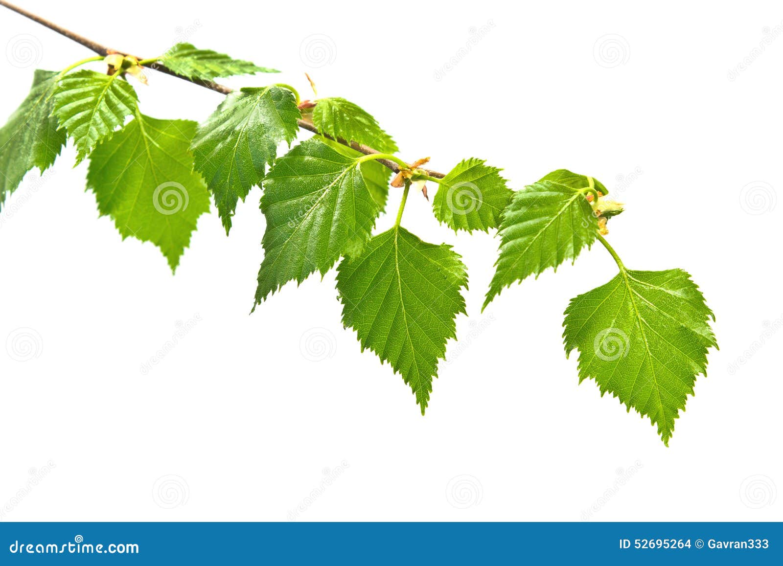 Birch branch with leafs stock photo. Image of floral - 52695264
