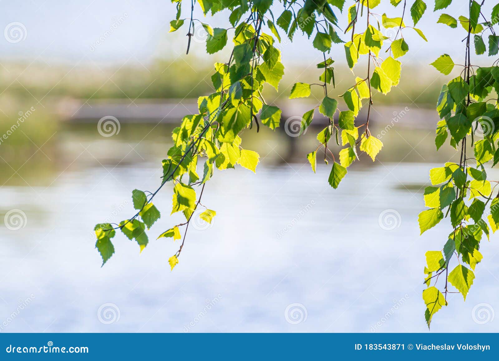 Birch Branch with Leaves in Spring Time Stock Image - Image of leaves ...