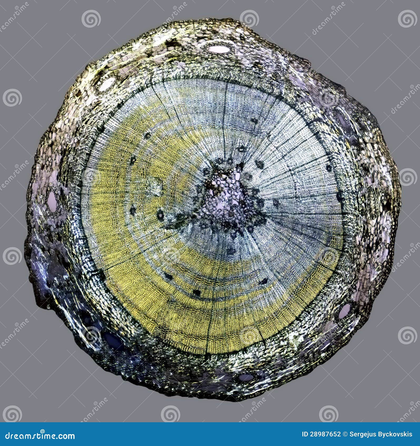 Birch Branch Microscopic Cut Stock Photo - Image of research ...