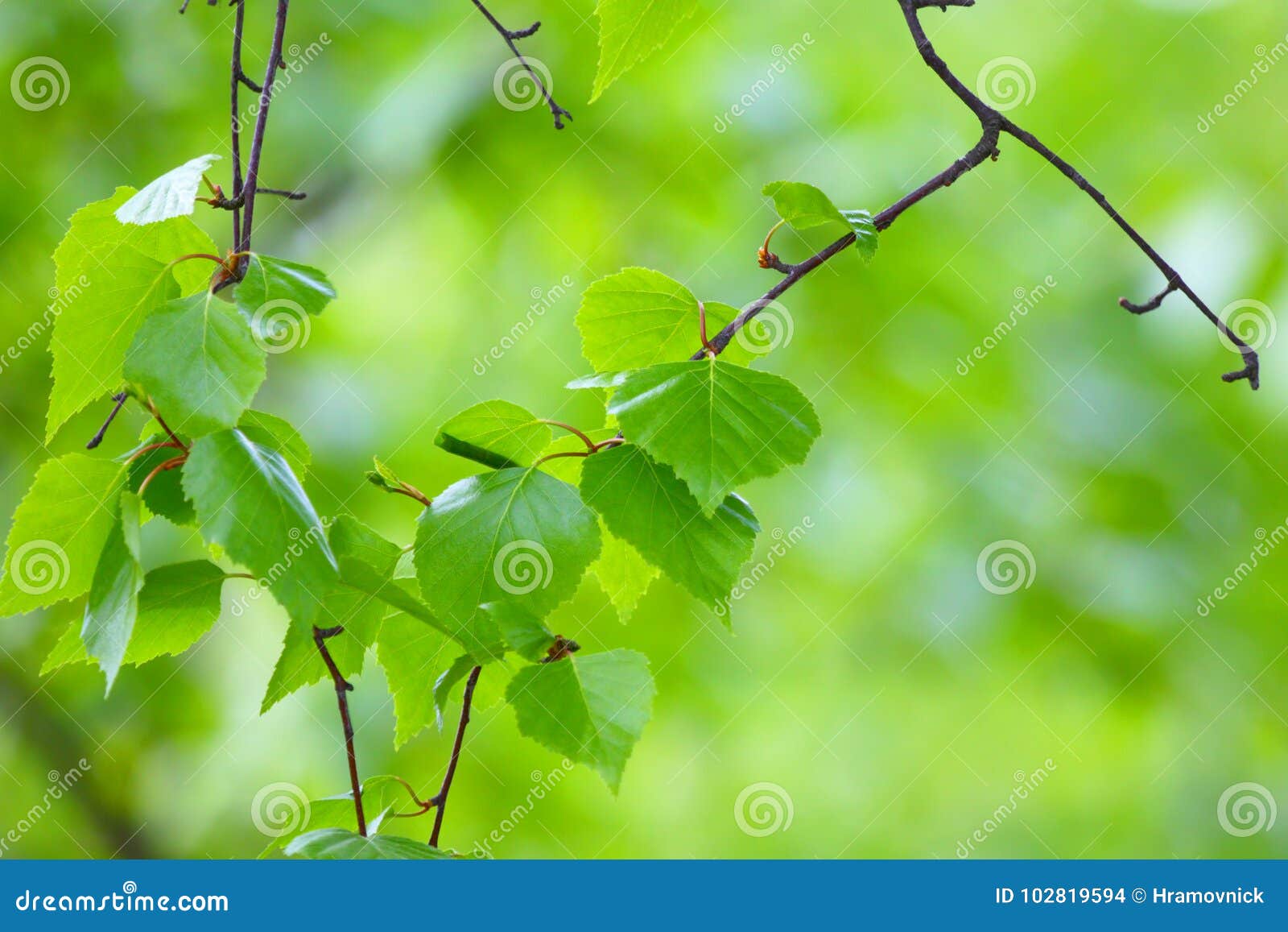 Birch Branch.Nature Background. Stock Photo - Image of nature, tree ...