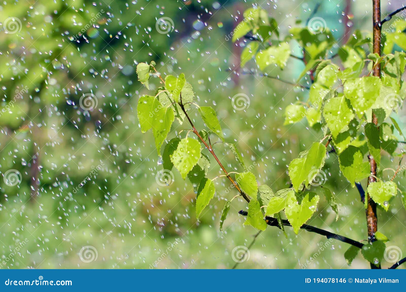 Birch Branch in the Rain. Beautiful Natural Background Stock Photo ...