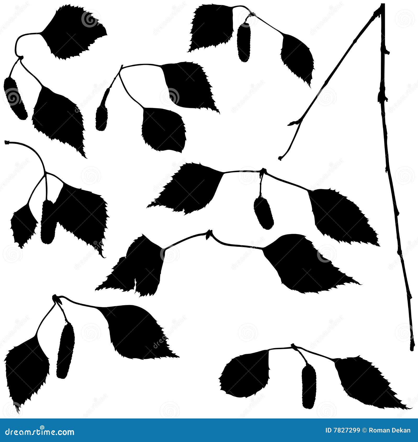 Birch Branch Botanical Hand Drawing Vintage Style Black And White Clip ...