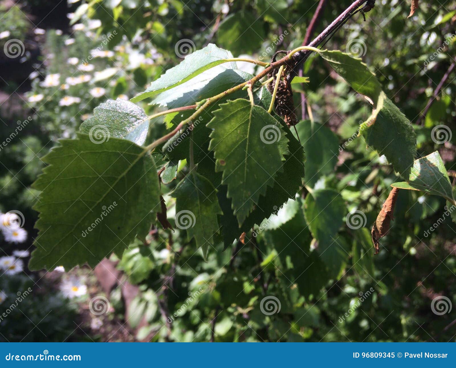 Birch branch stock image. Image of fresh, foliage, plant - 96809345