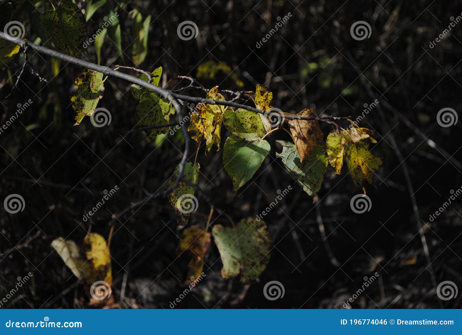A Birch Branch with Withering Leaves. Stock Photo - Image of beauty ...