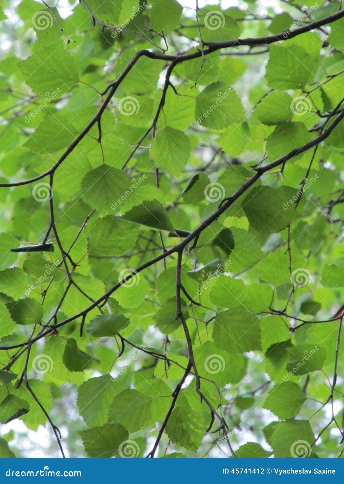 Birch stock photo. Image of birch, shoots, foliage, foil - 45741412